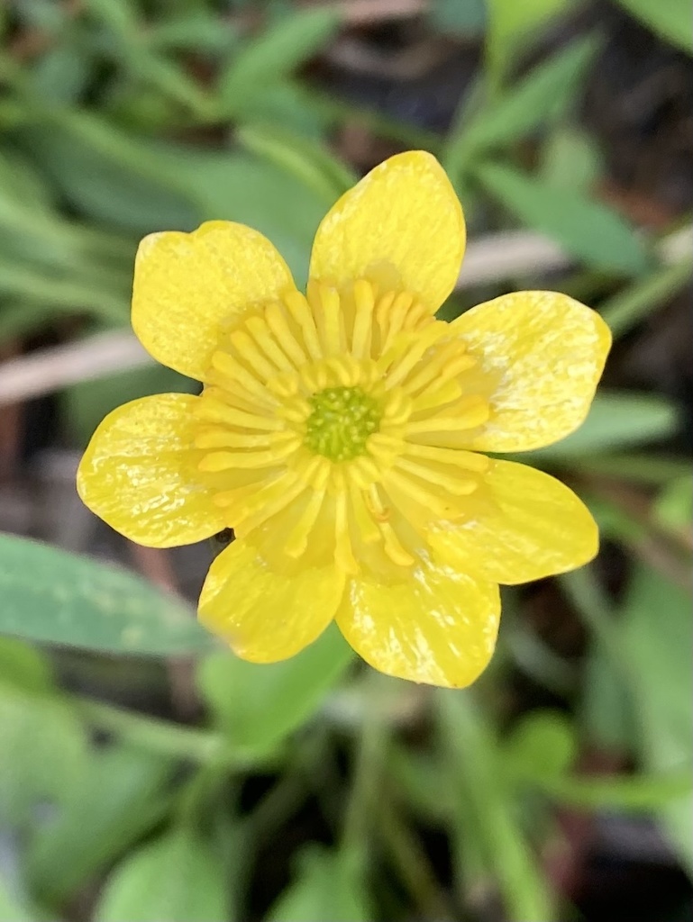 Small Water Plantain Buttercup from Mount San Jacinto State Park And ...