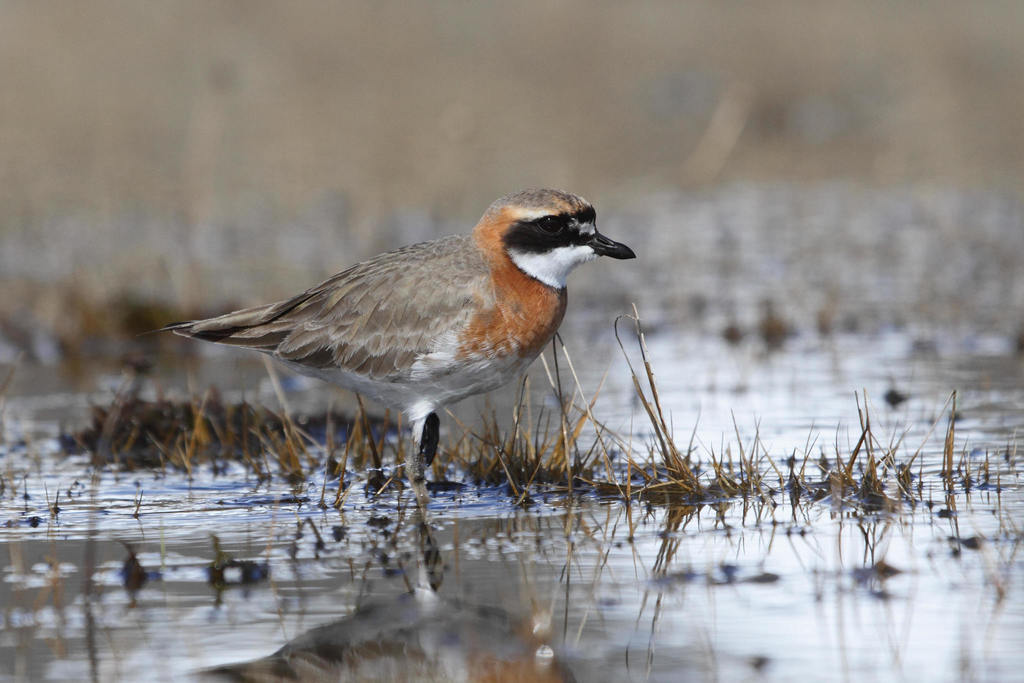 Lesser Sand-Plover (Birds of Saudi Arabia) · iNaturalist