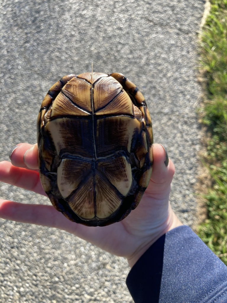 Southeastern Mud Turtle from Marshalltown Rd, Salem, NJ, US on June 06 ...