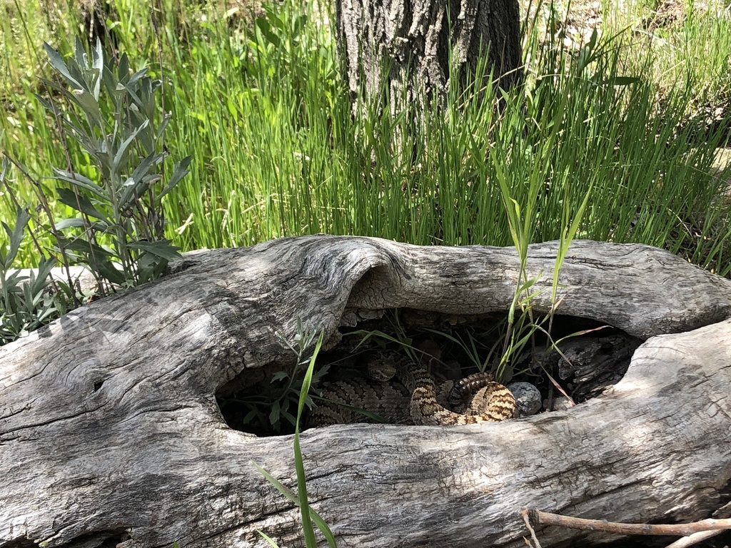 Great Basin Rattlesnake in June 2022 by finnegan-thenaturalist ...