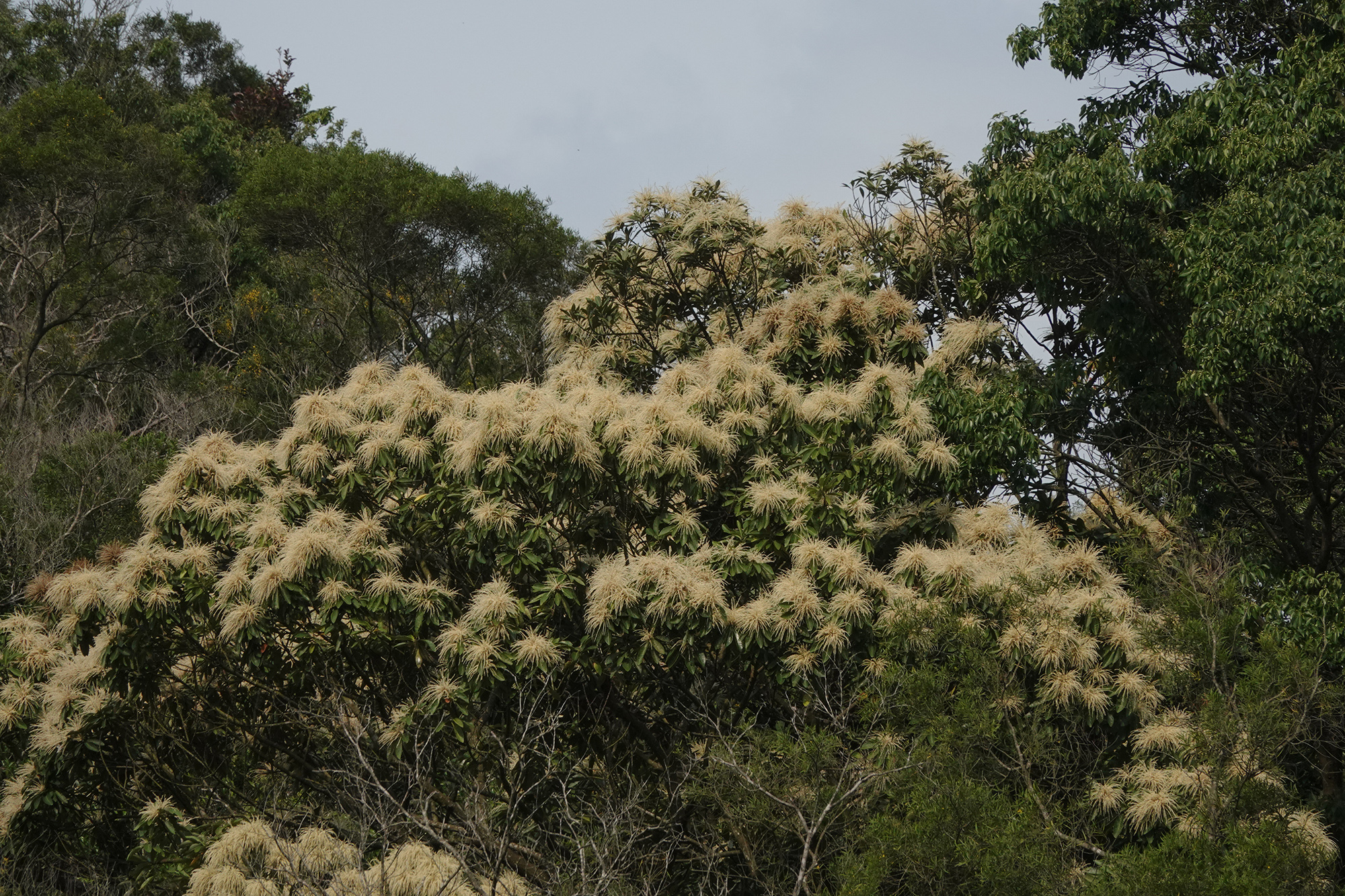 Castanopsis fissa (Champ. ex Benth.) Rehder & E.H.Wilson