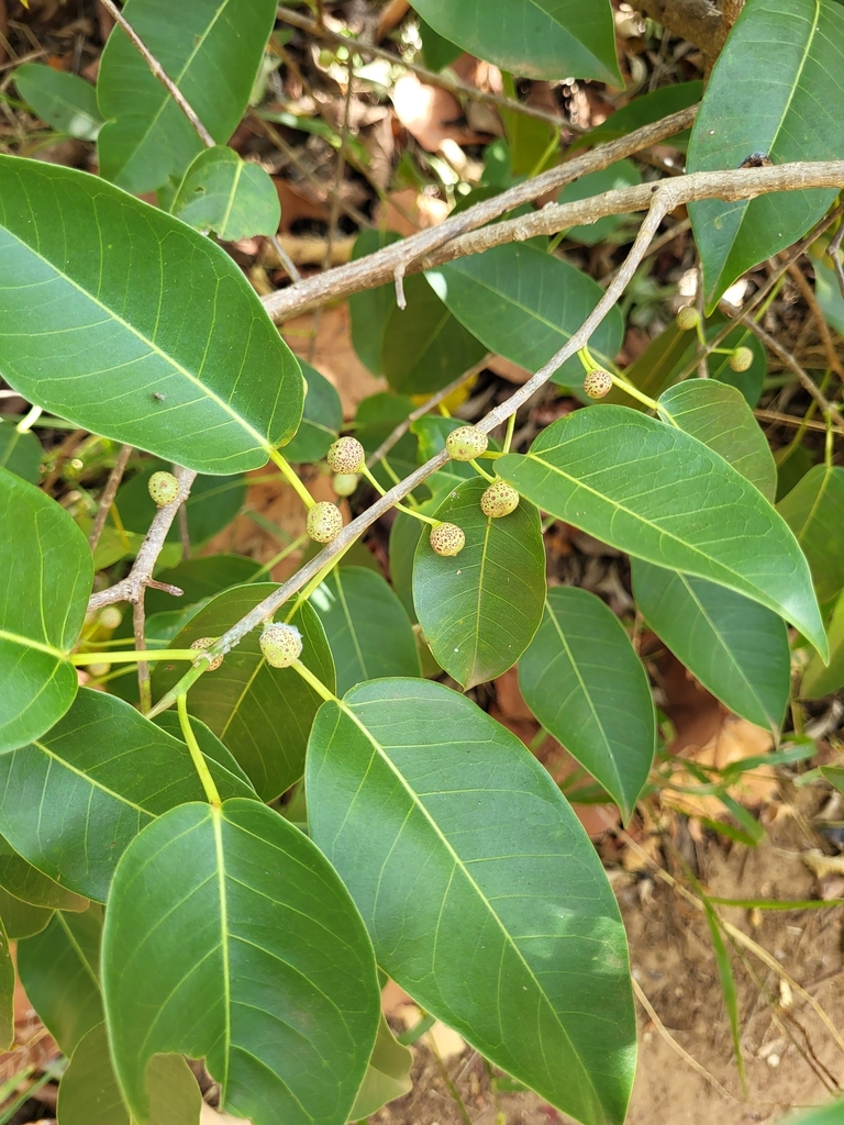 Shortleaf Fig (Ficus citrifolia) - Botanical Realm
