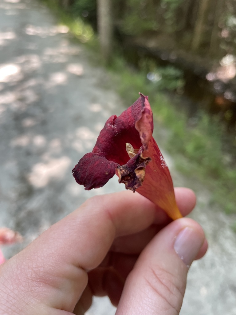 American trumpet vine from Apex, NC, US on June 06, 2022 at 10:02 AM by ...