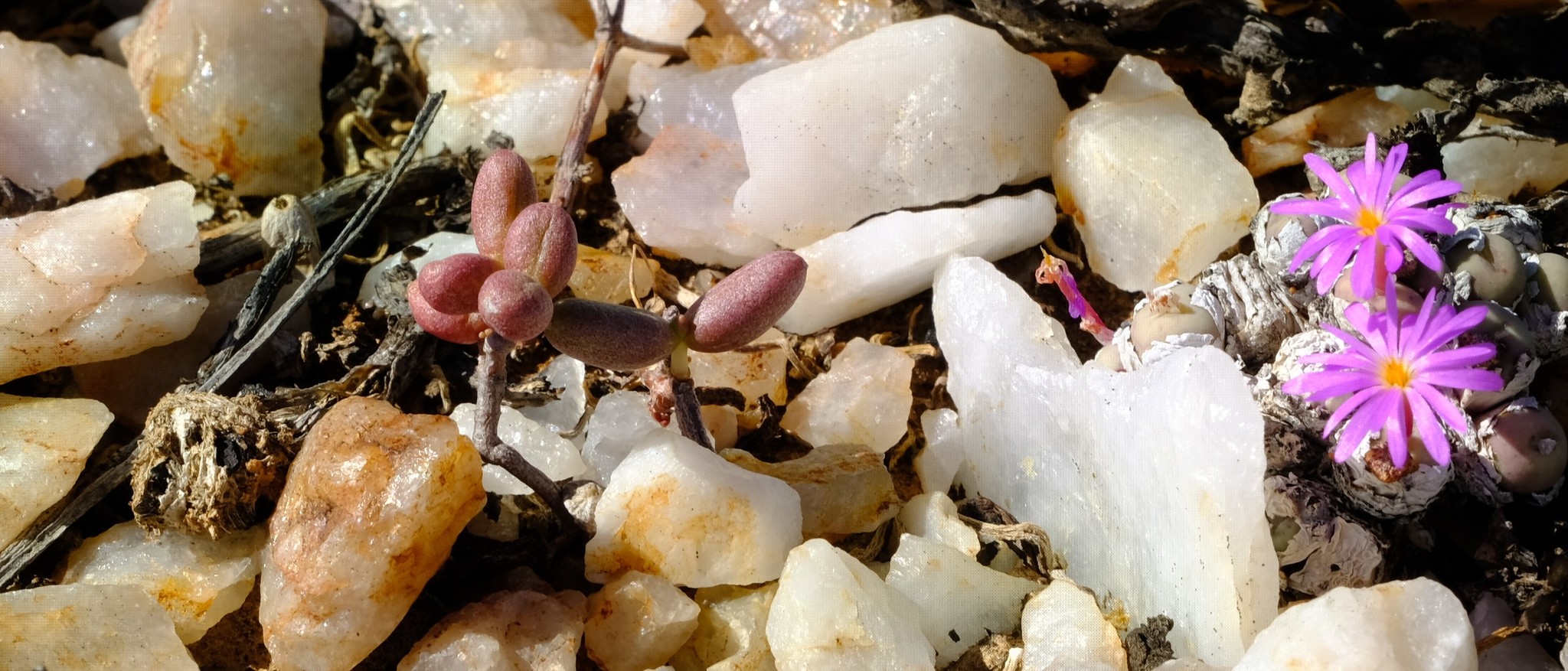 Tylecodon similis (Toelken) Toelken