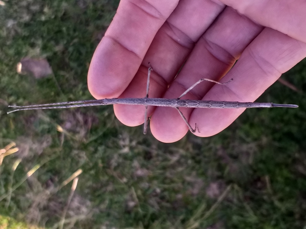 Cape Stick Insect from Mossel Bay Local Municipality, South Africa on ...