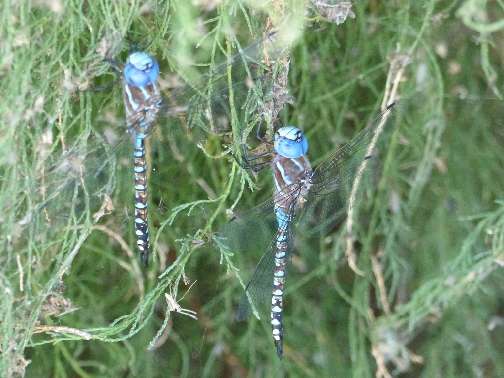 Blue-eyed Darner from Piute Ponds, Los Angeles County, CA, USA on ...