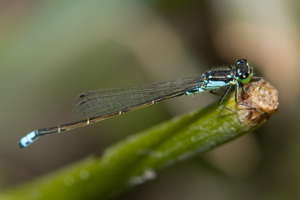 Plains Forktail (Dragonflies and Damselflies of Valles Caldera National ...