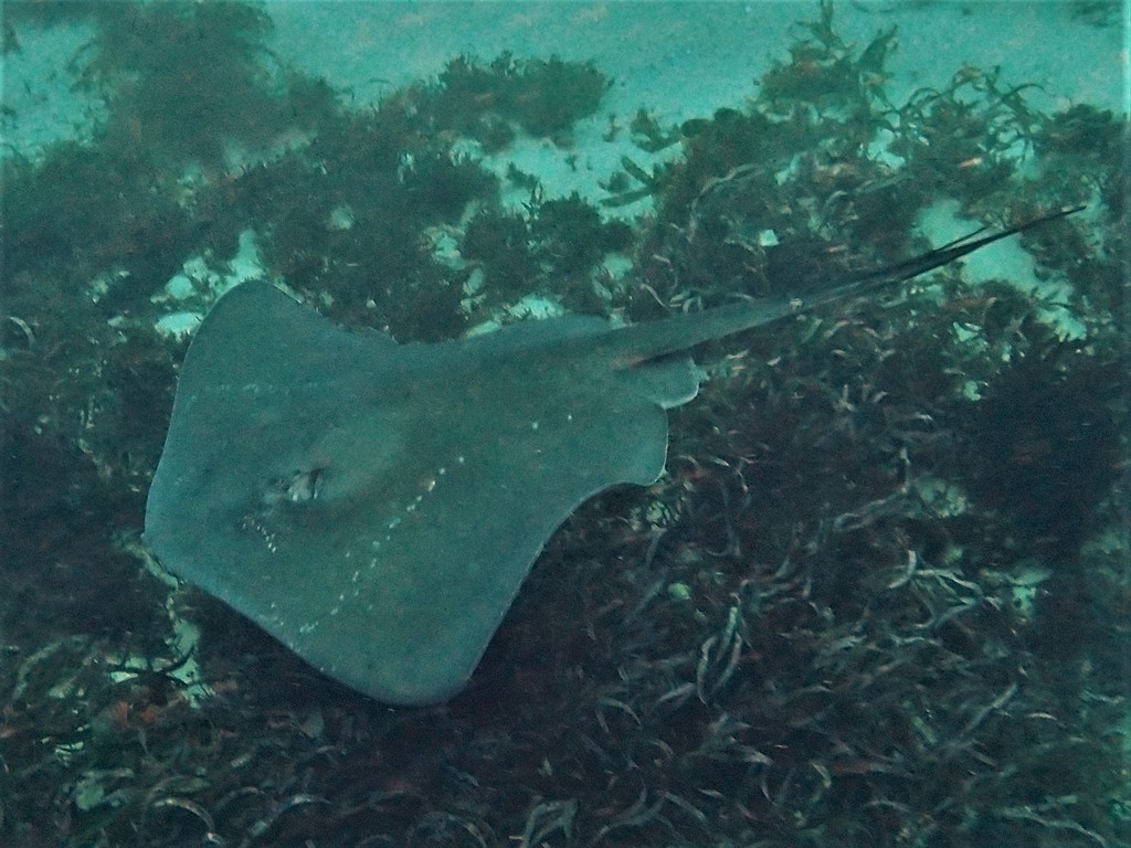 Short-tail Stingray (Bathytoshia brevicaudata) - Marine Life Identification