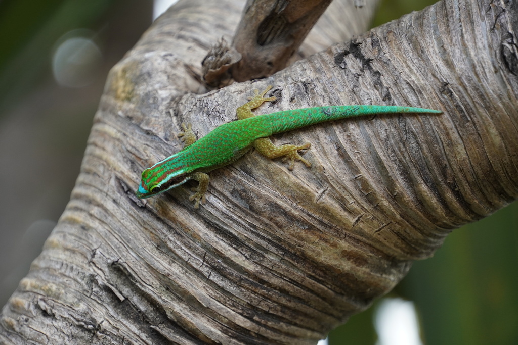 Réunion Island ornate day gecko in May 2022 by Pierre-Louis Stenger ...
