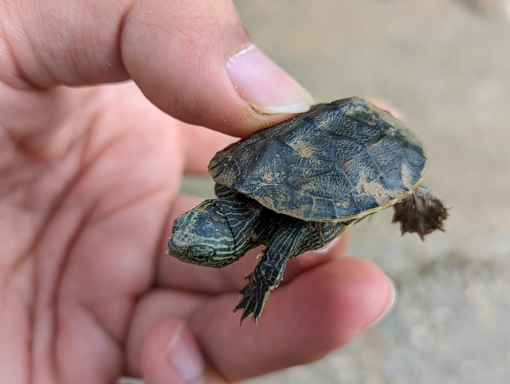Common thread turtle from 台灣屏東縣 on June 05, 2022 at 08:50 AM by Kuan ...