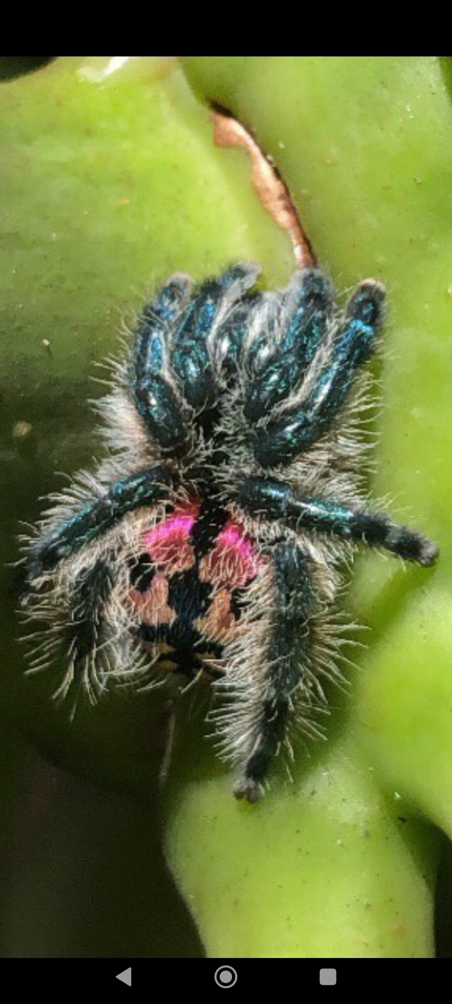 Typhochlaena C.L.Koch, 1850