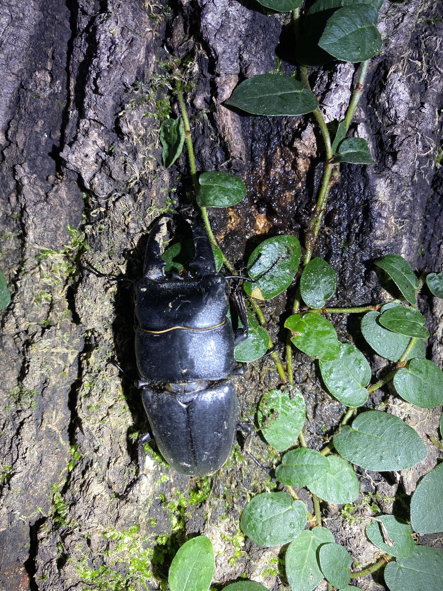 Serrognathus titanus platymelus (Saunders, 1854)