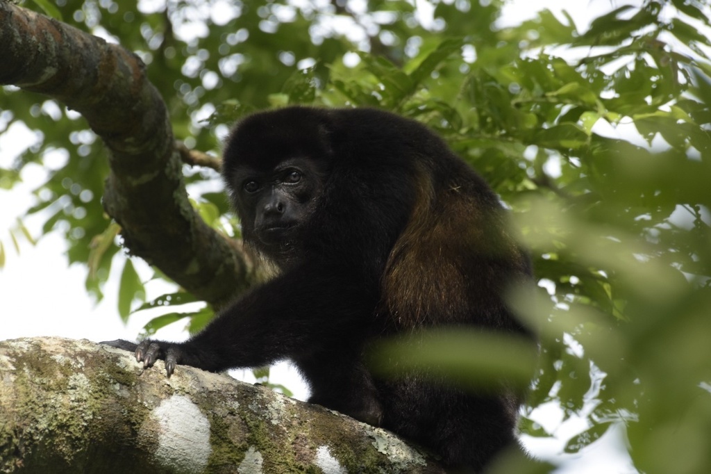 Mexican Howler Monkey (Alouatta palliata mexicana) - Know Your Mammals