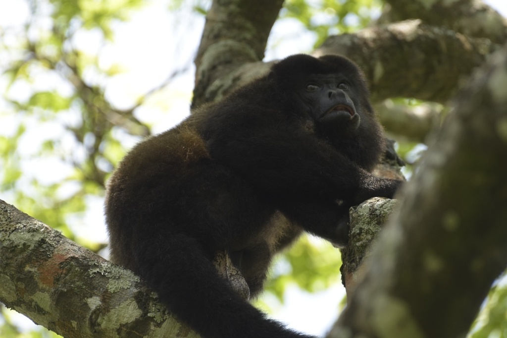 Mexican Howler Monkey (Alouatta palliata mexicana) - Know Your Mammals