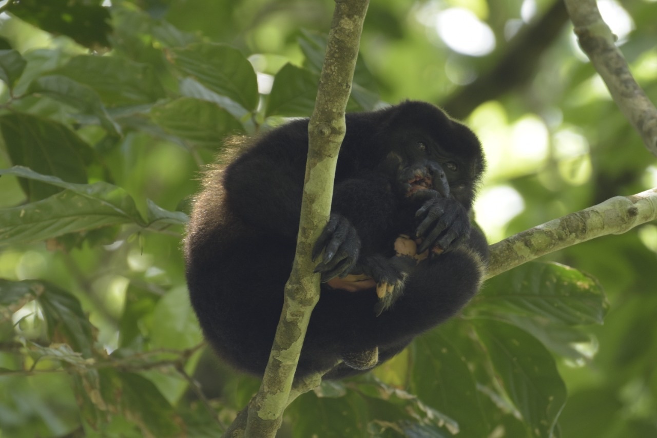 Alouatta palliata mexicana Merriam, 1902