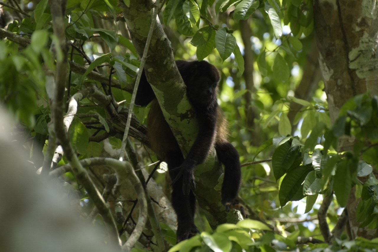 Alouatta palliata mexicana Merriam, 1902