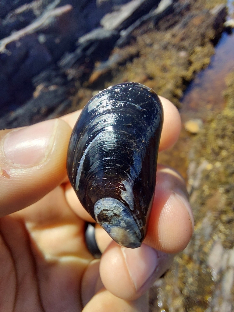 Mejillón azul del Atlántico Norte desde Lunenburg, NS, Canada el lunes ...