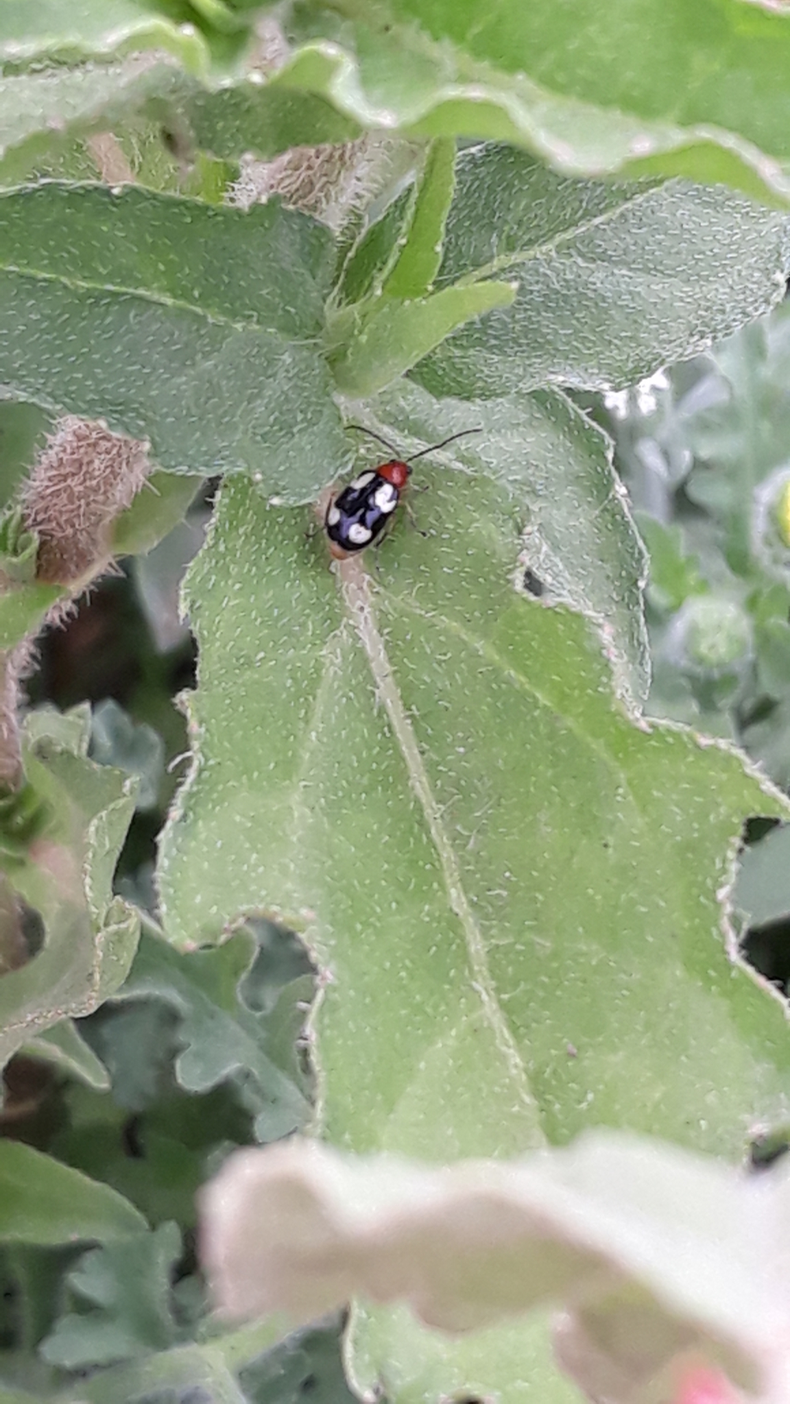 Monolepta signata (Olivier, 1808)
