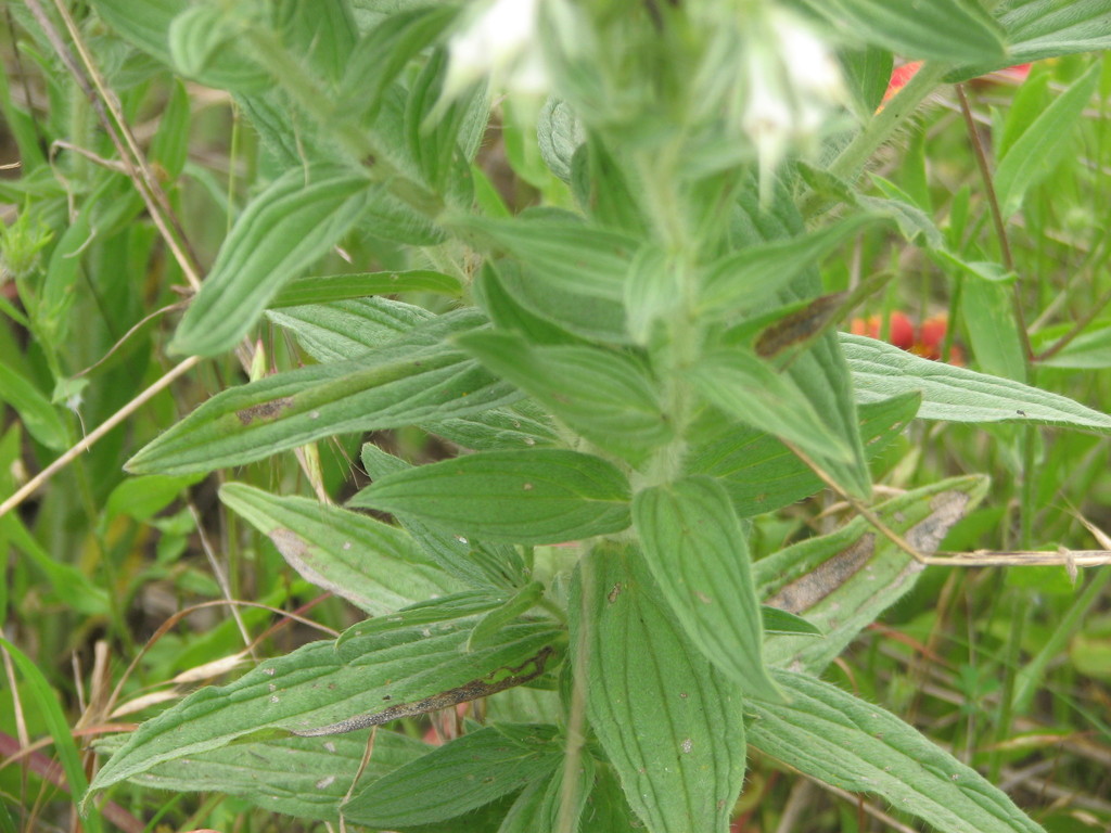 false gromwell in May 2015 by timarcus · iNaturalist
