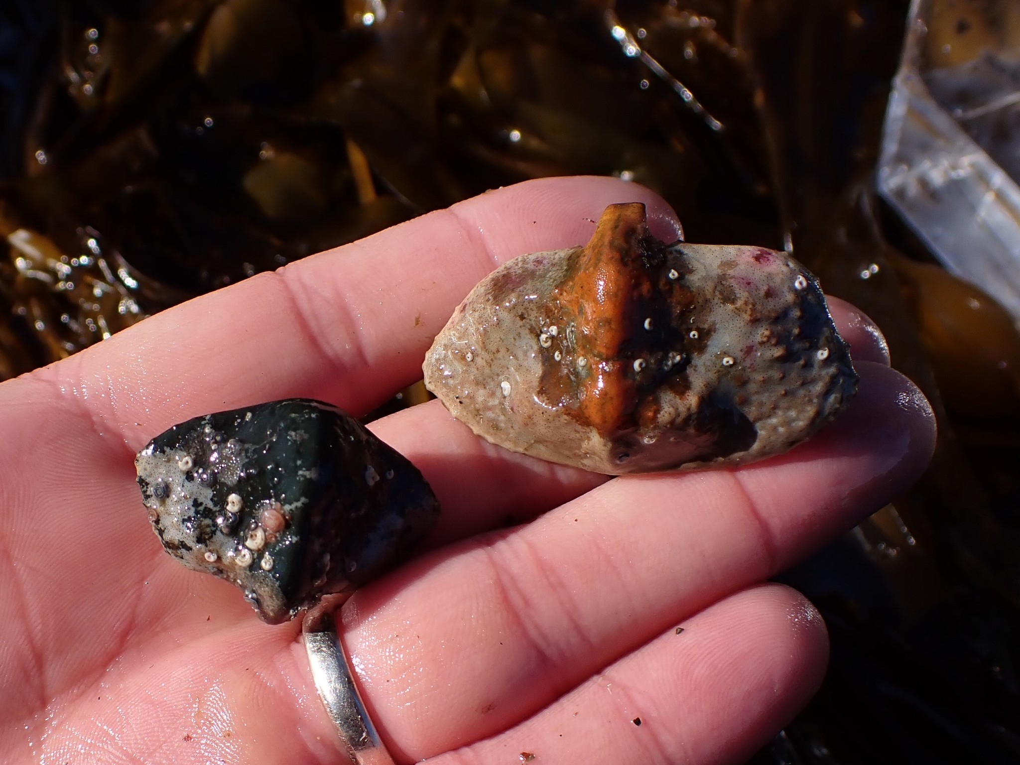 Cryptolithodes typicus Brandt, 1848