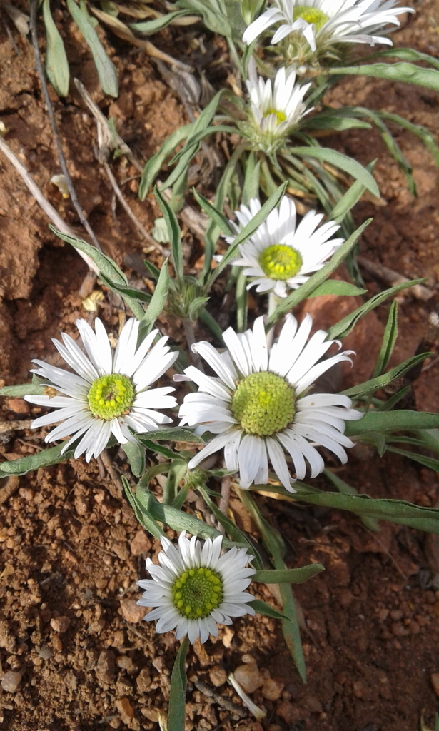 Largeflower Ground-Daisy (Townsendia grandiflora) - Botanical Realm