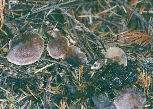 Cortinarius subpaleaceus · iNaturalist
