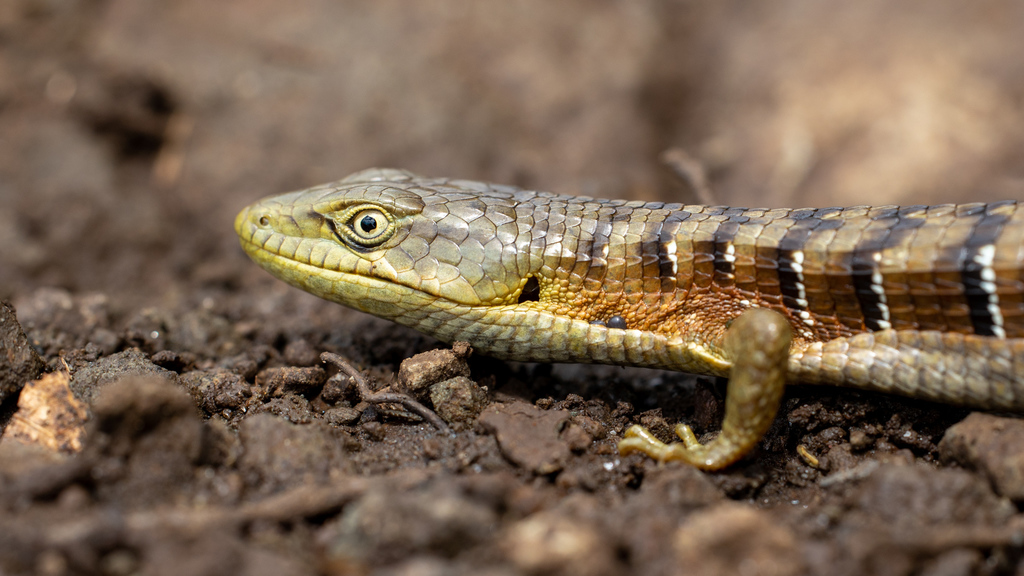 Southern Alligator Lizard from Howard Buford Recreation Area, Lane ...