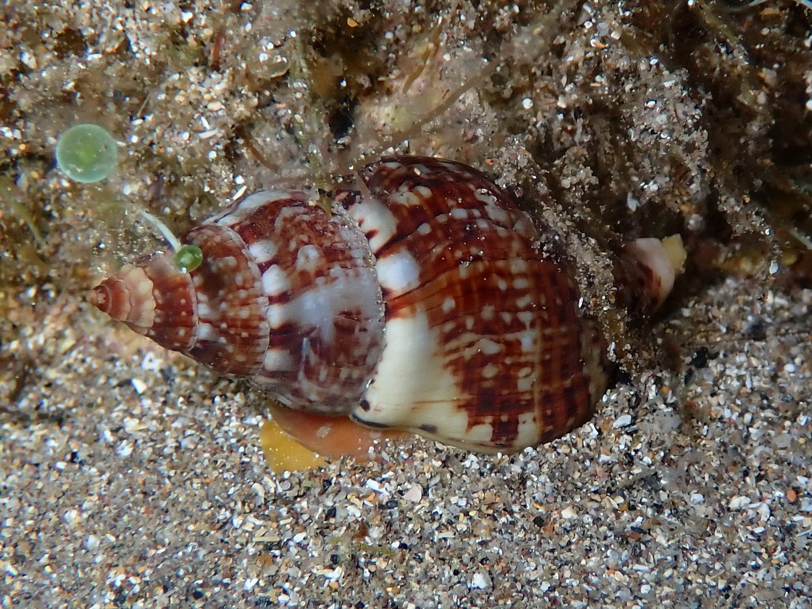 Euthria cornea (Linnaeus, 1758)