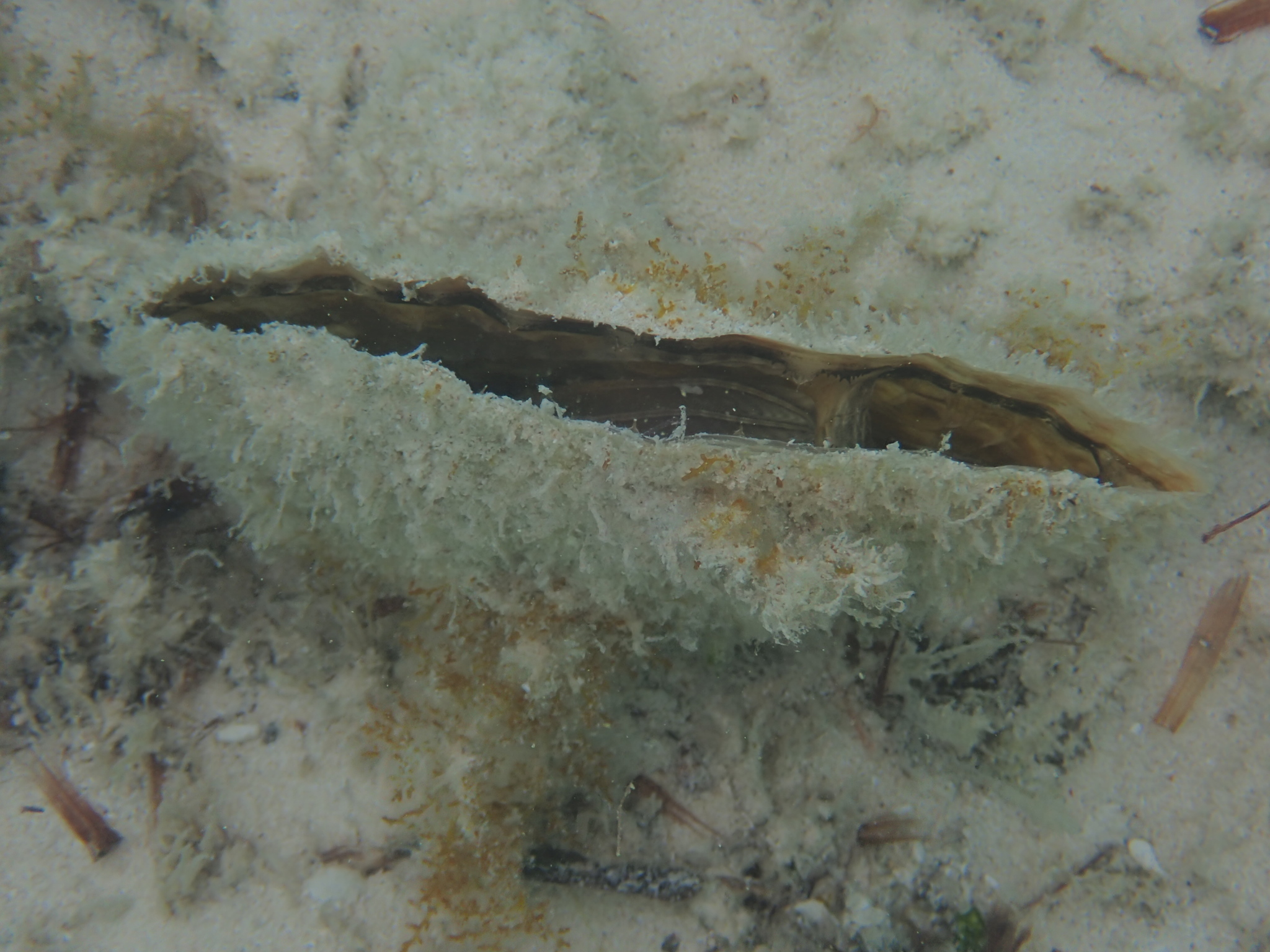 Pinna carnea Gmelin, 1791