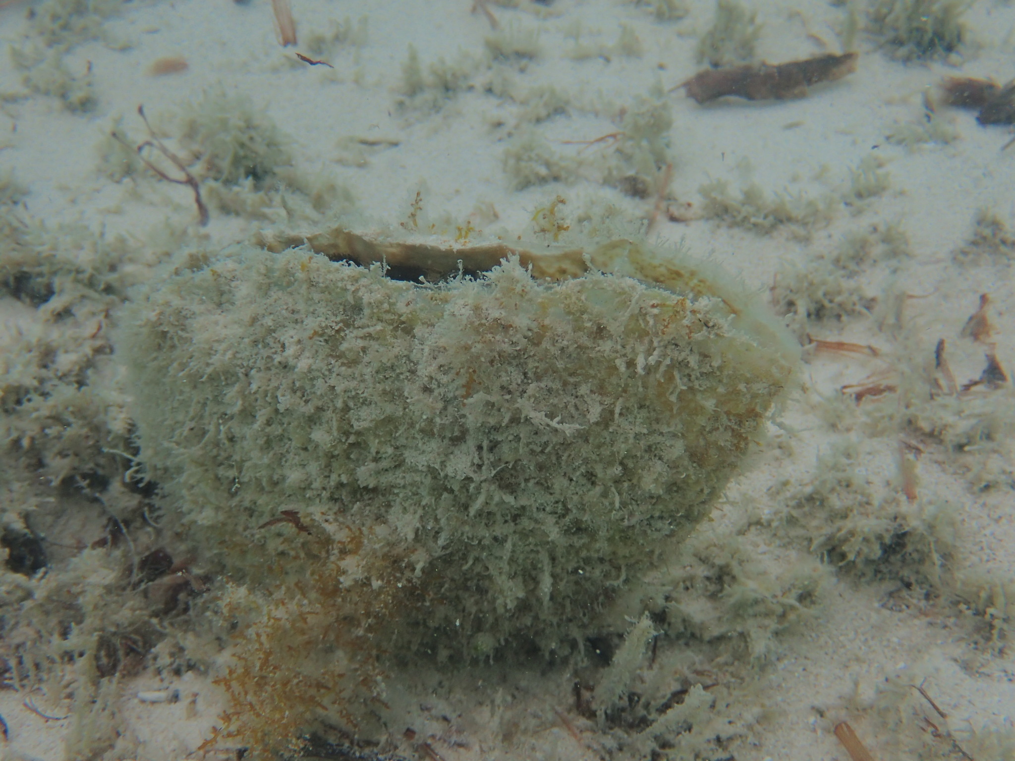 Pinna carnea Gmelin, 1791