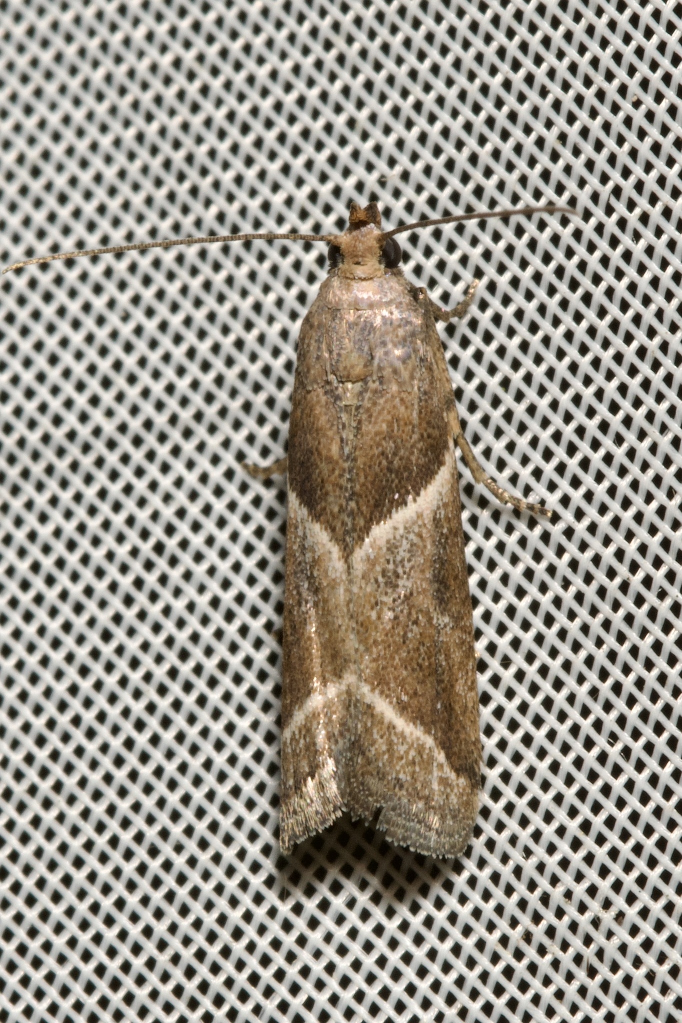 Nyctegretis lineana Scopoli, 1786