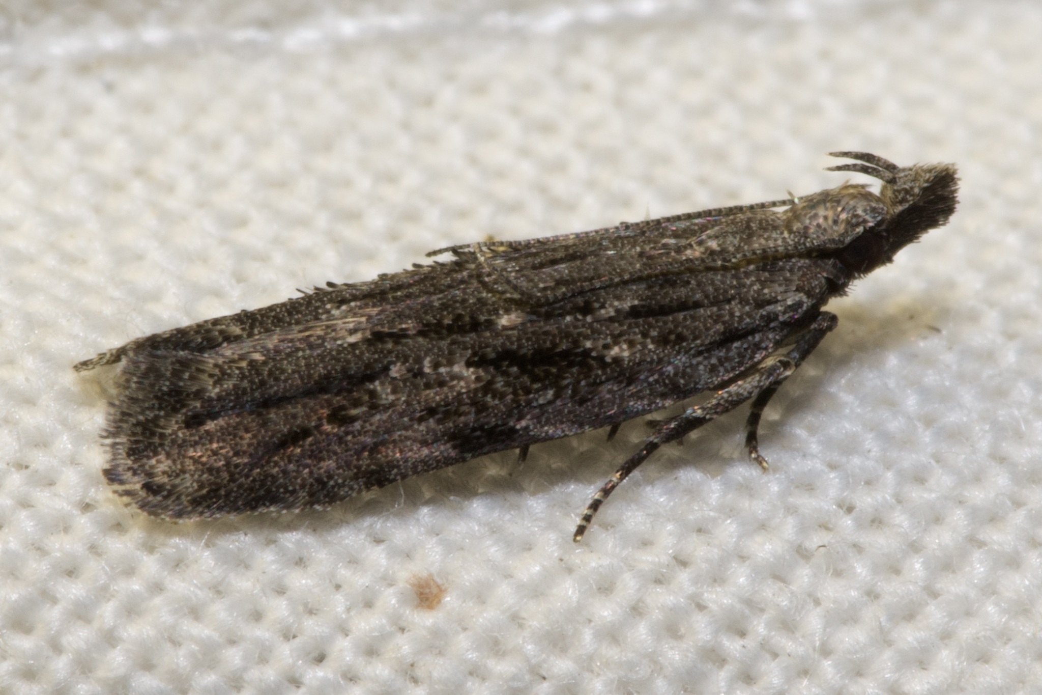 Anarsia lineatella Zeller, 1839