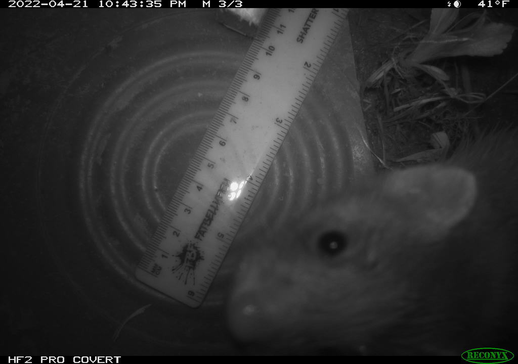Long-tailed Weasel from Hudson, OH, USA on April 21, 2022 at 10:43 PM ...