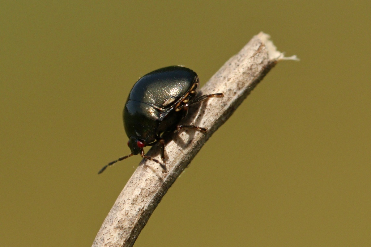 Coptosoma scutellatum (Geoffroy, 1785)
