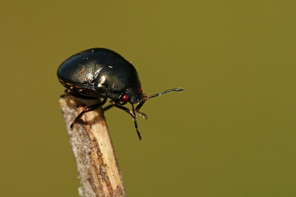 Coptosoma scutellatum (Geoffroy, 1785)