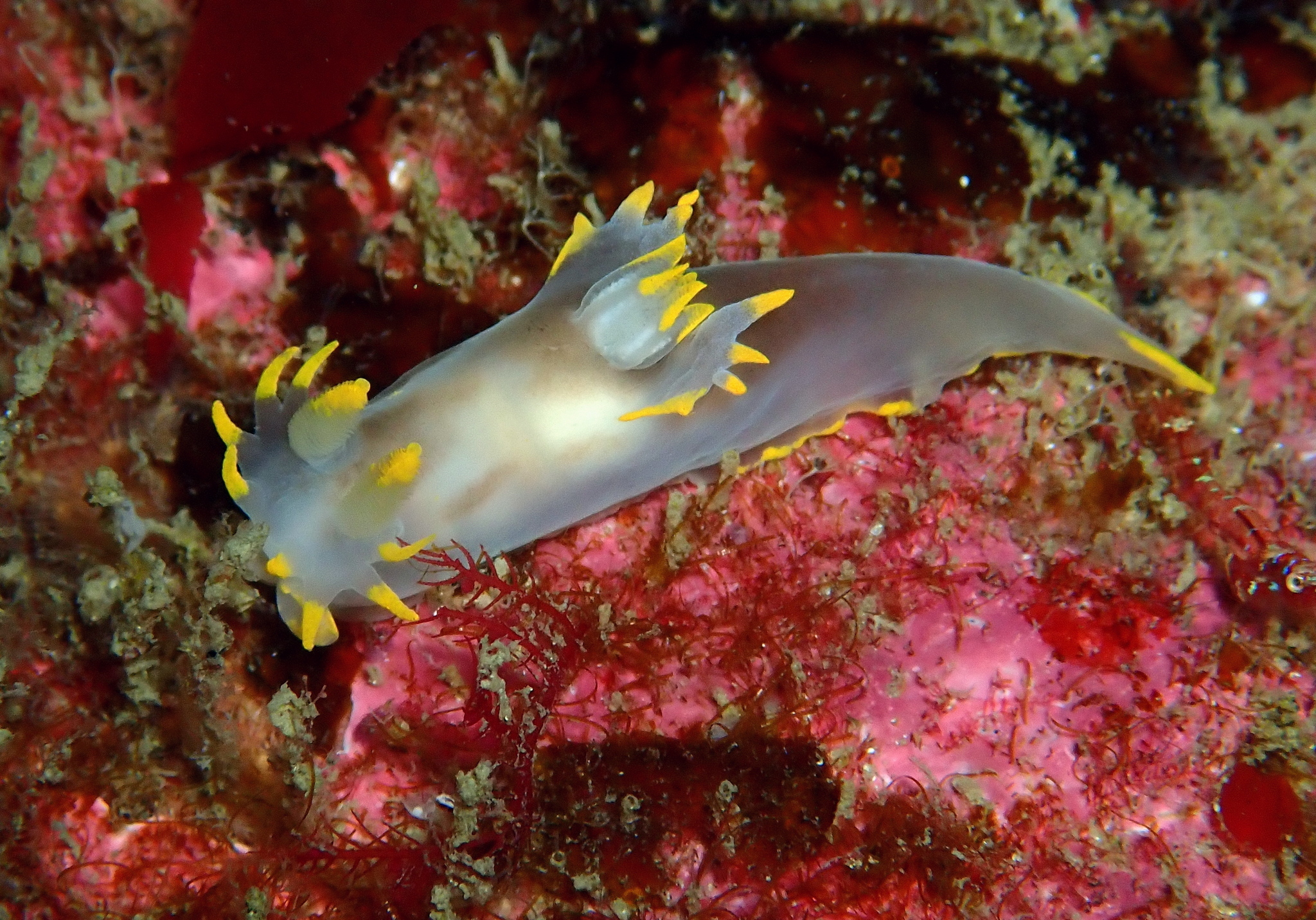Polycera faeroensis Lemche, 1929
