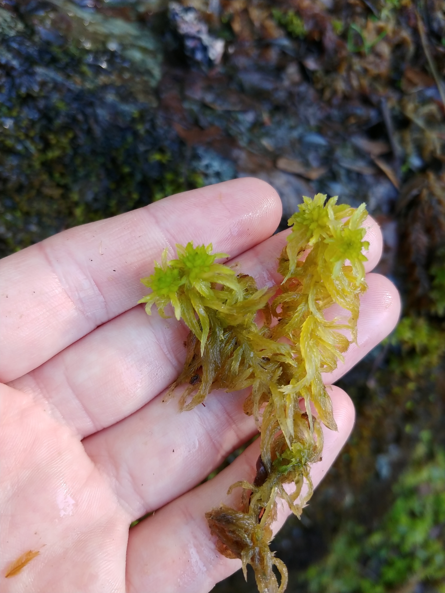 Sphagnum riparium Ångström, 1864