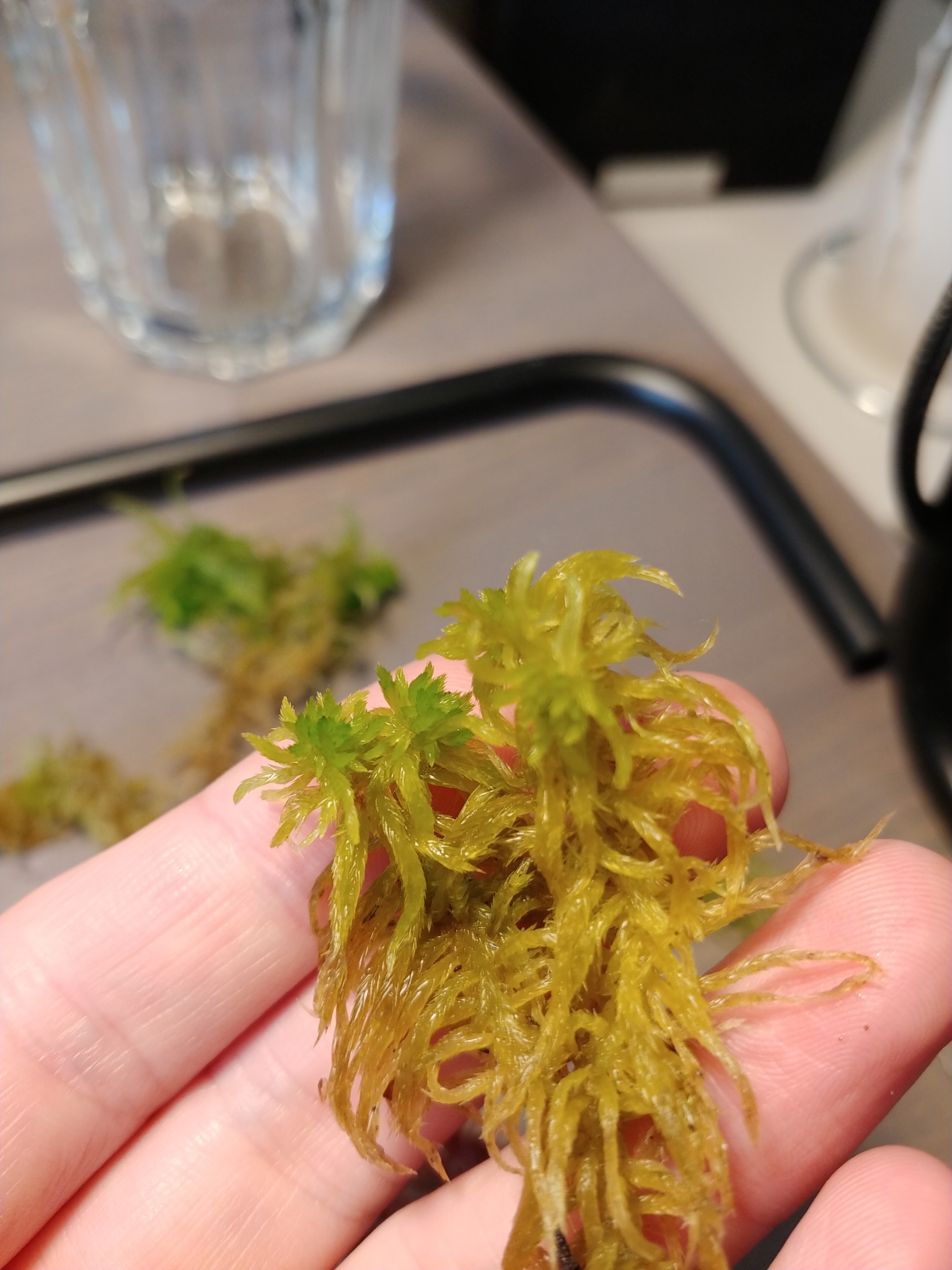 Sphagnum riparium Ångström, 1864