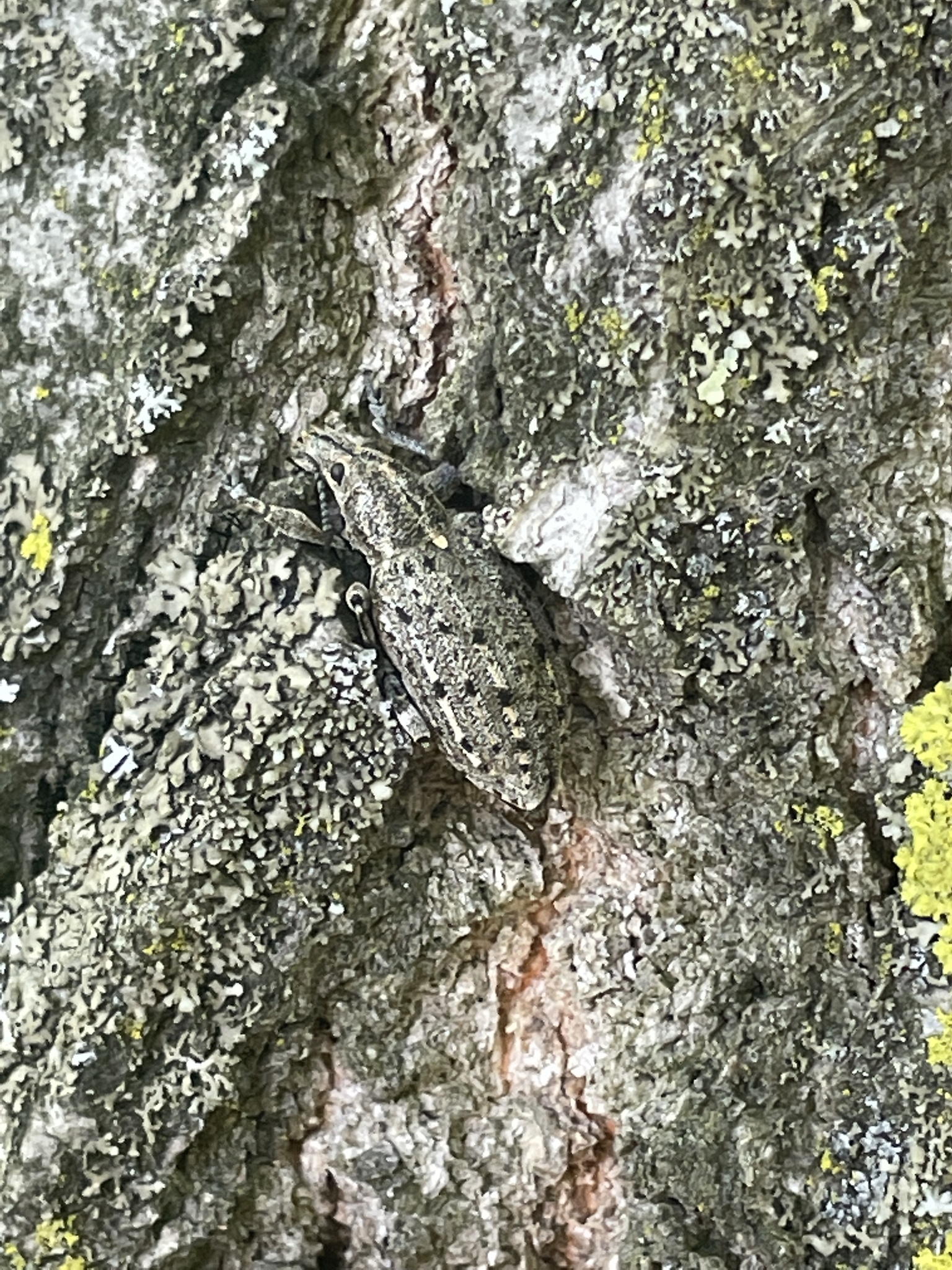 Ithyceridae