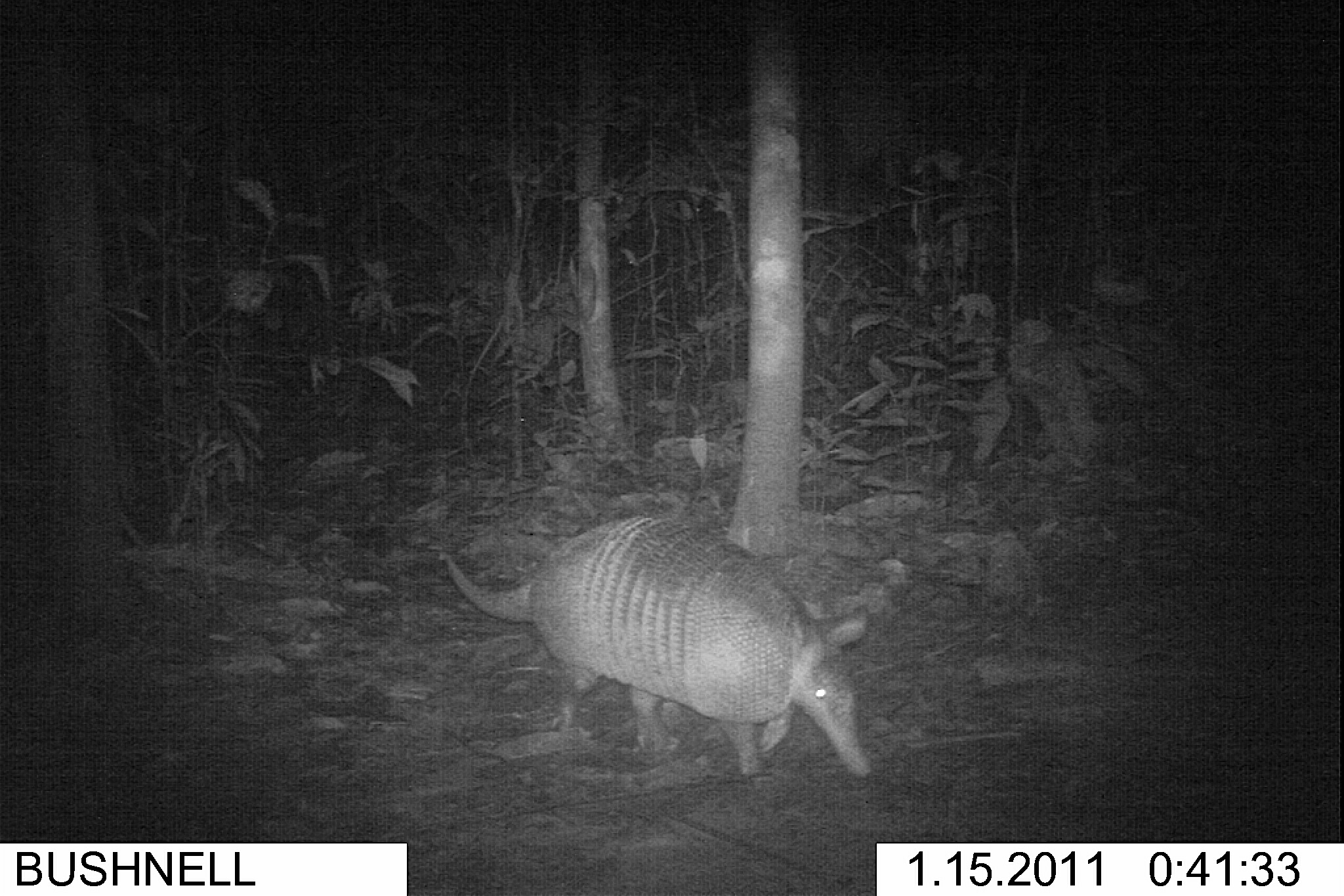 Dasypus kappleri Krauss, 1862