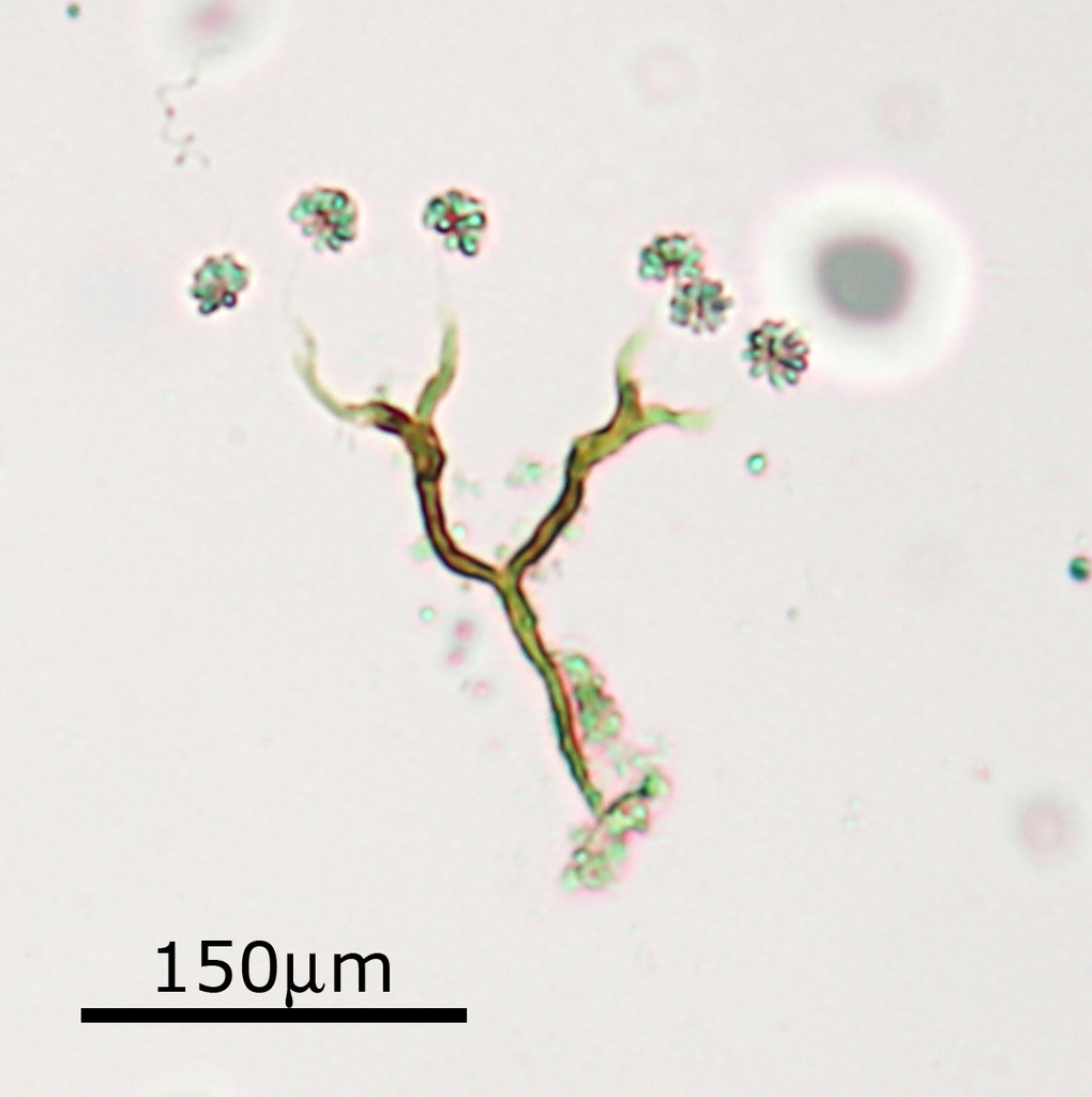 Anthophysa vegetans from Clapp Park, Lubbock, TX, USA on June 05, 2022 ...