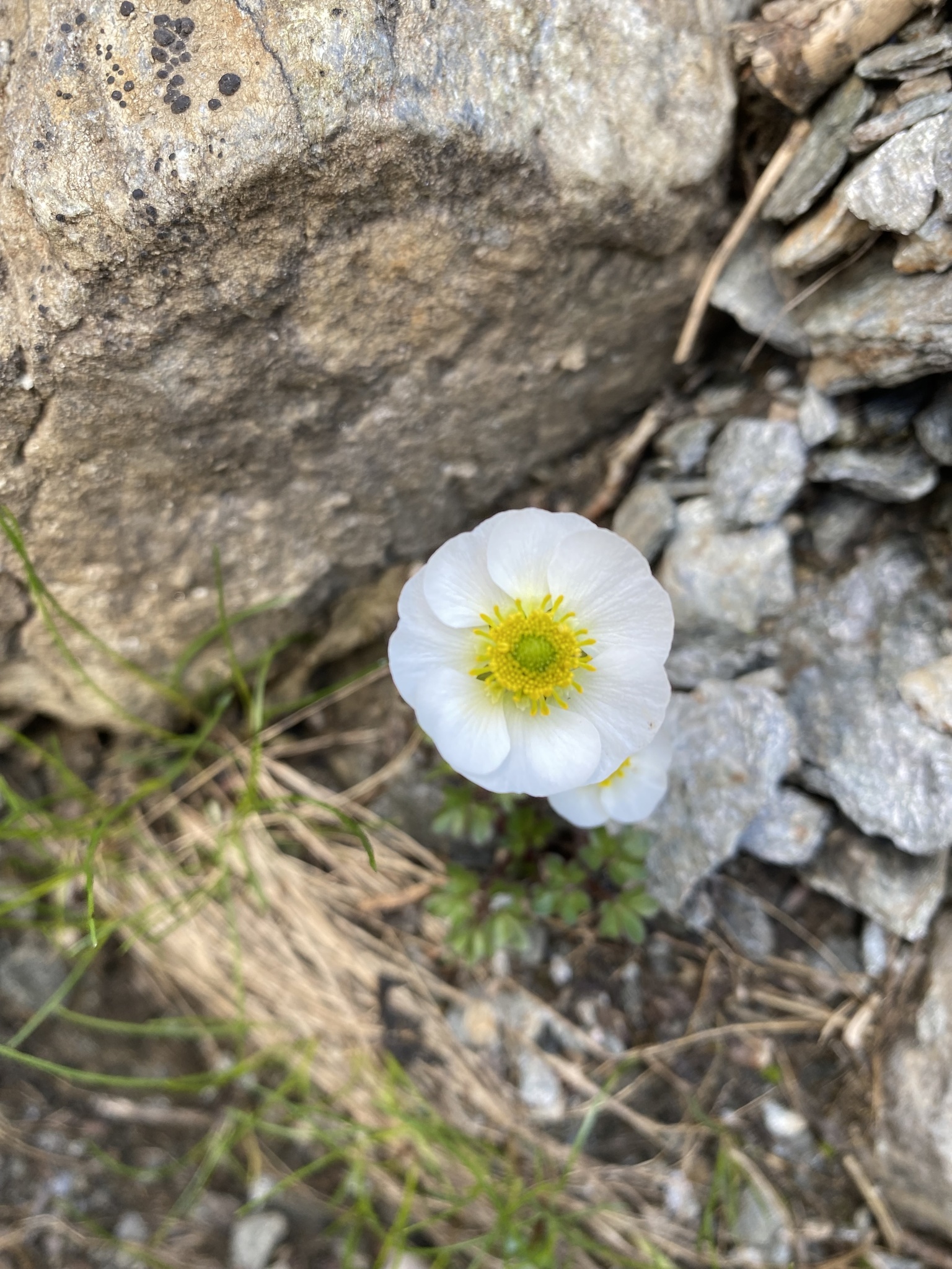 Ranunculus glacialis L.
