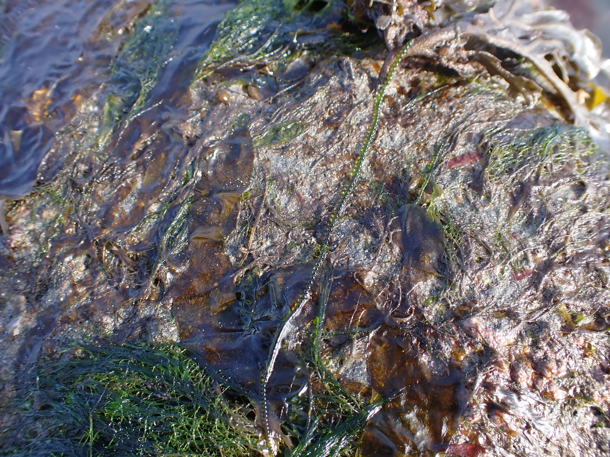 Urospora wormskioldii (Mertens ex Hornem.) Rosenv.