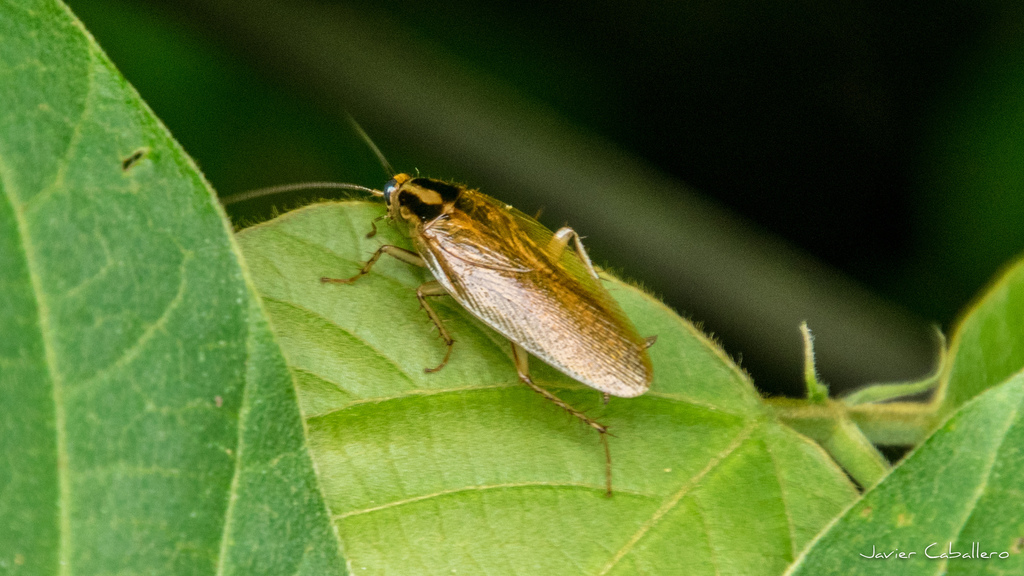 日本姬蠊 (世界蟑螂) · iNaturalist