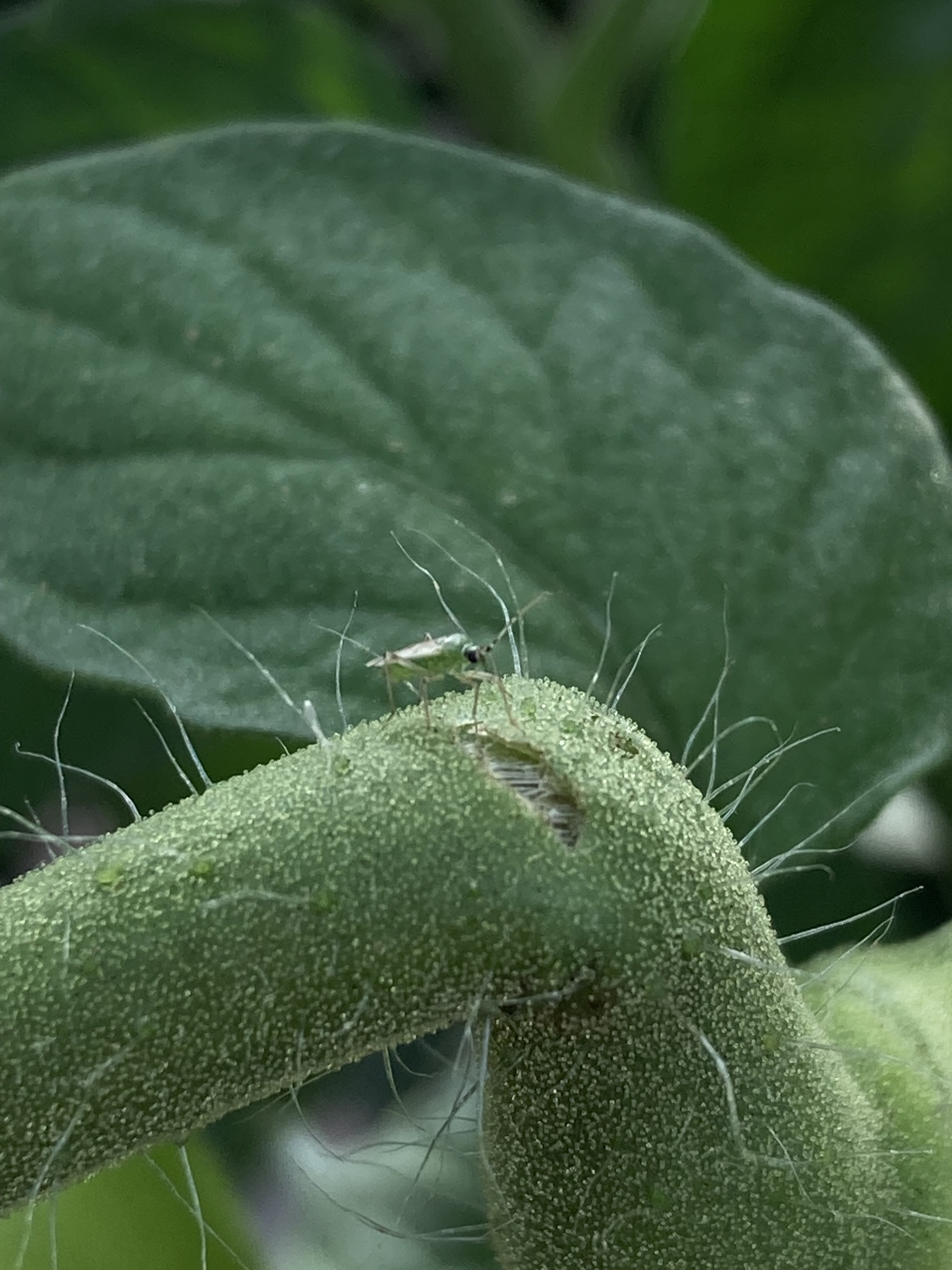 Nesidiocoris tenuis (Reuter, 1895)