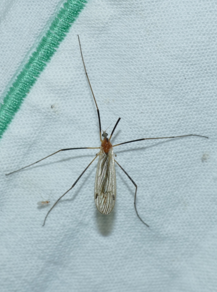 Euphylidorea dispar from Hautefeuille, France on May 26, 2022 at 12:51 ...