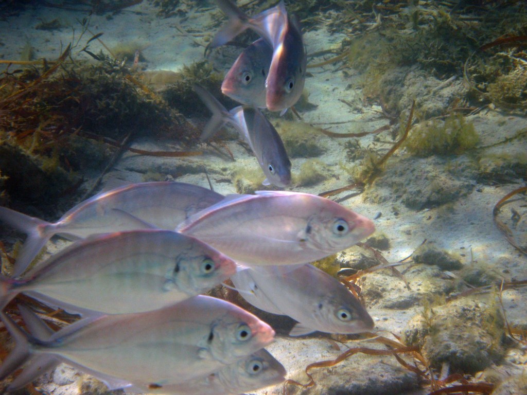 Skipjack trevally (Pseudocaranx wrighti) - Marine Life Identification