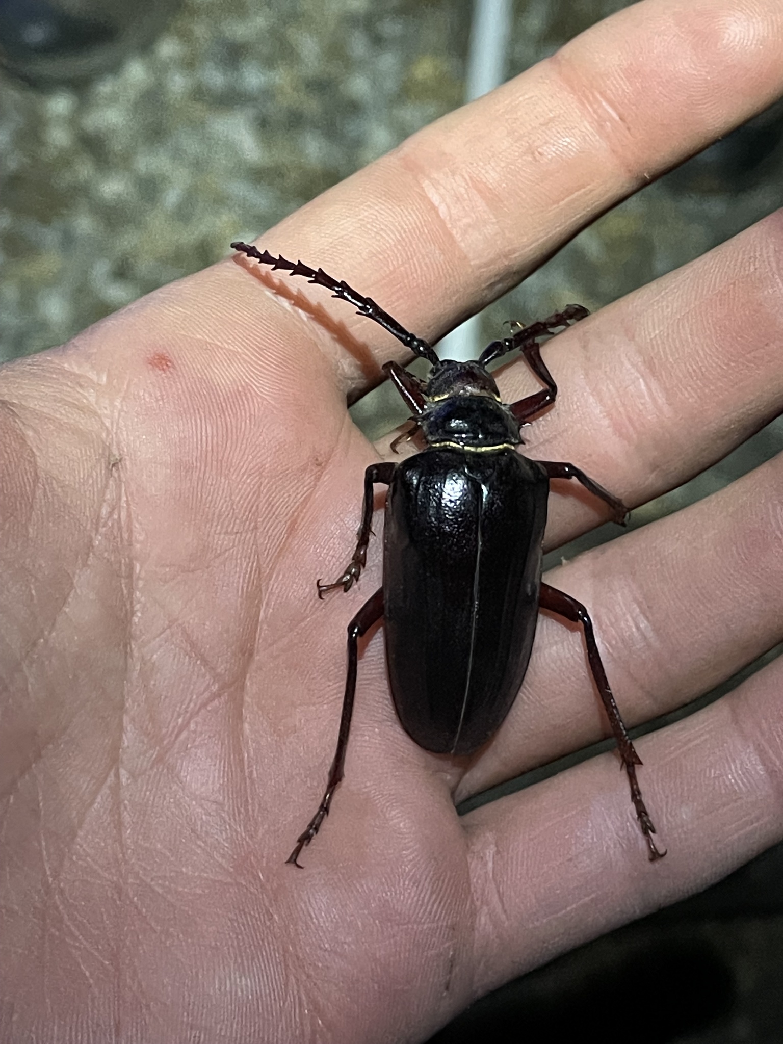 Prionus californicus Motschulsky, 1845