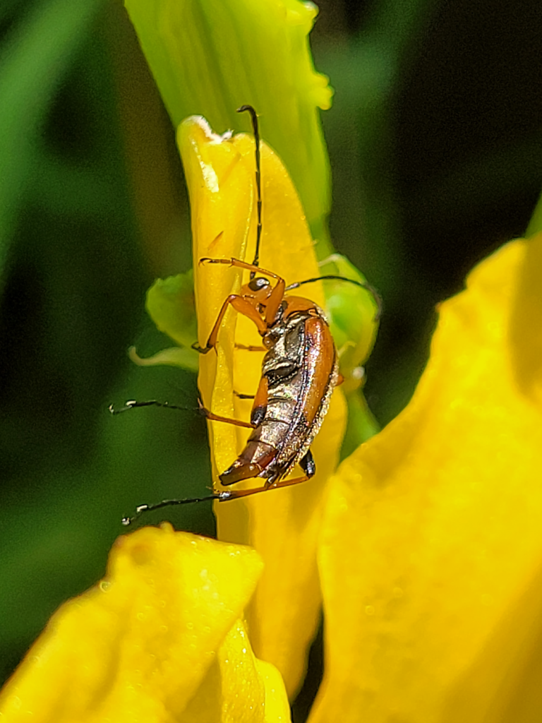 Slender Flower Longhorn Beetle from Montgomery County, MS, USA on June ...
