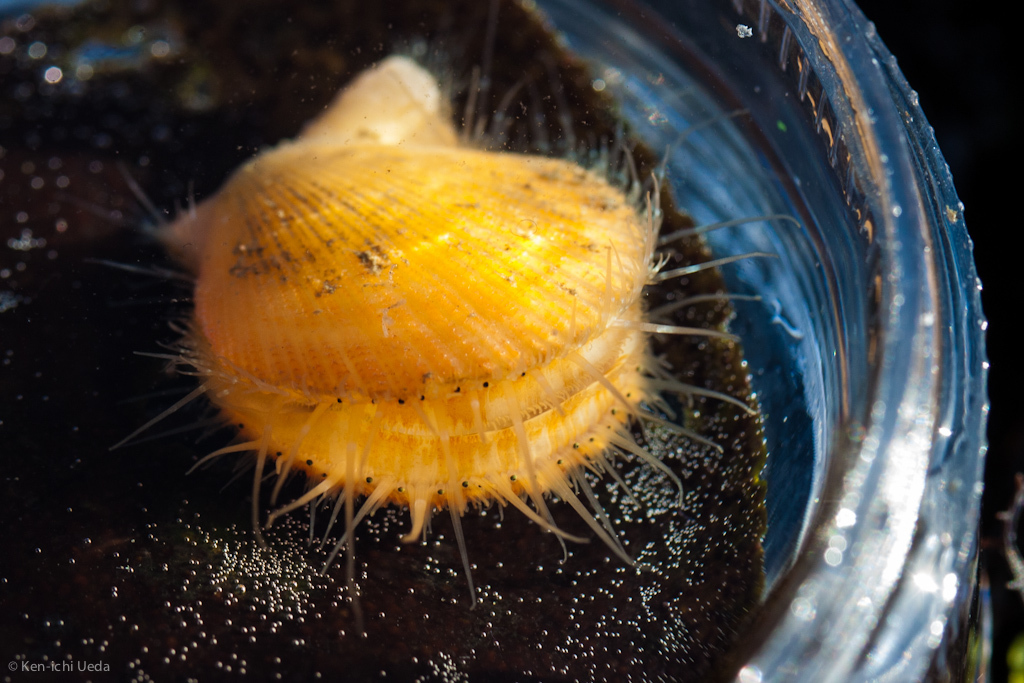 Giant Rock Scallop (China Cove Organisms) · iNaturalist
